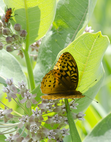 ADW: Insecta: INFORMATION