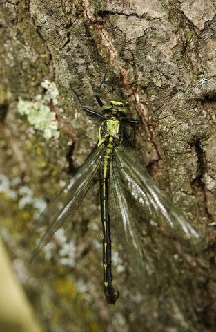 ADW: Insecta: INFORMATION