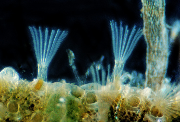 ADW: Bryozoa: PICTURES