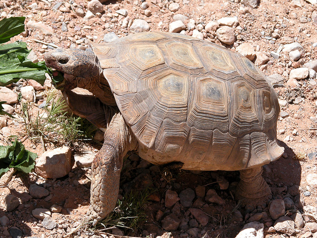 ADW: Gopherus agassizii: INFORMATION