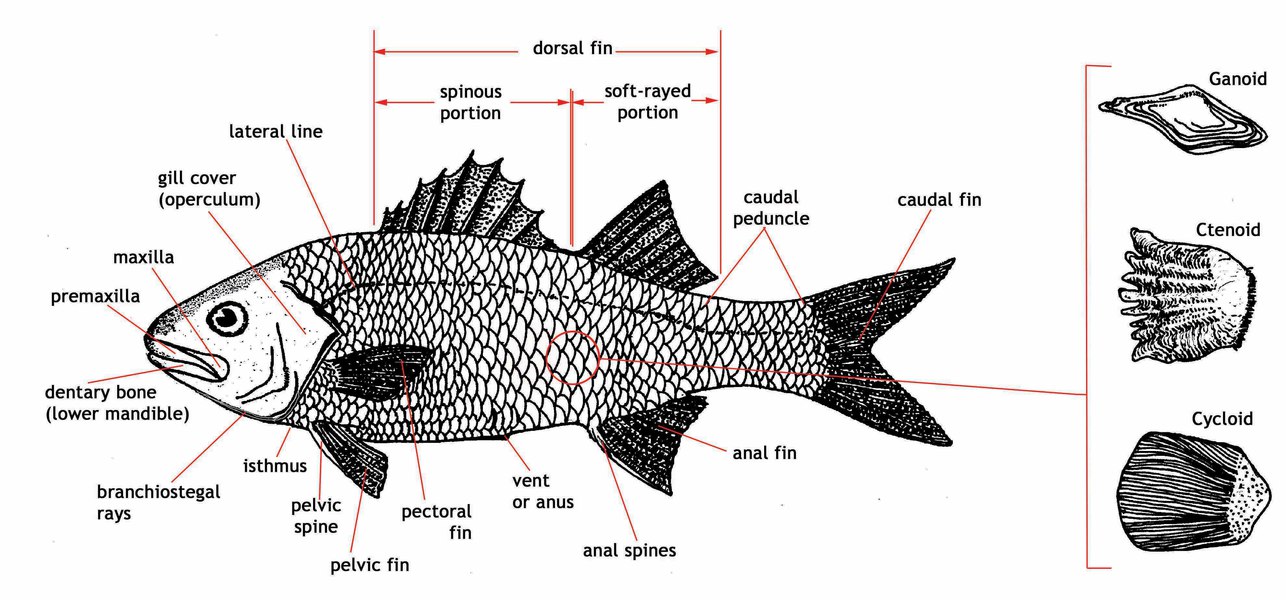 ADW Large fish diagram jpg