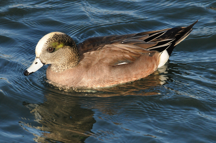 ADW: Anseriformes: PICTURES