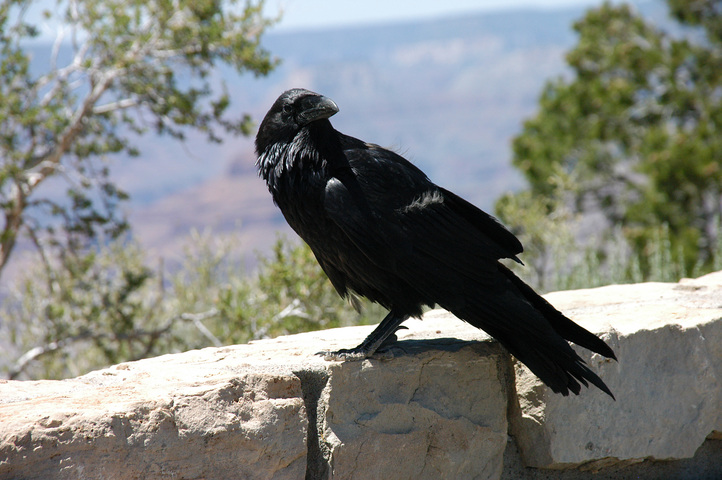 ADW: Corvus corax: PICTURES