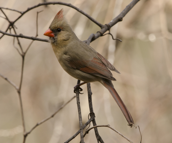 ADW: Cardinalis cardinalis: INFORMATION