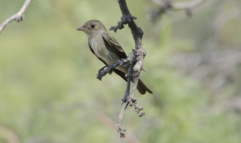 ADW: Contopus sordidulus: INFORMATION