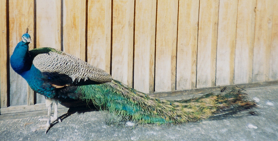 ADW: Pavo cristatus: INFORMATION