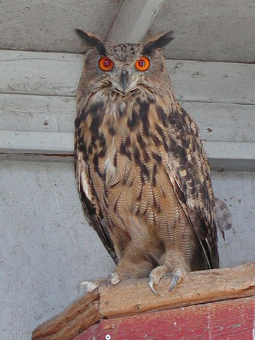 ADW: Bubo bubo: PICTURES