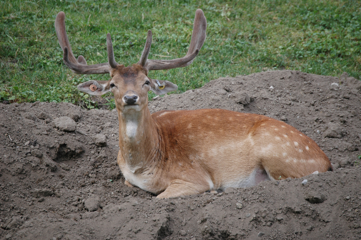 ADW: Artiodactyla: INFORMATION