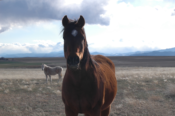 ADW: Perissodactyla: INFORMATION