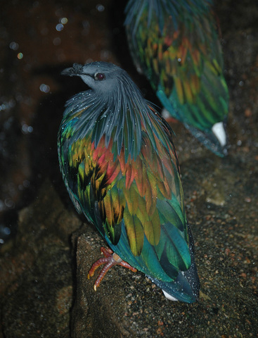 ADW: Columbidae: INFORMATION