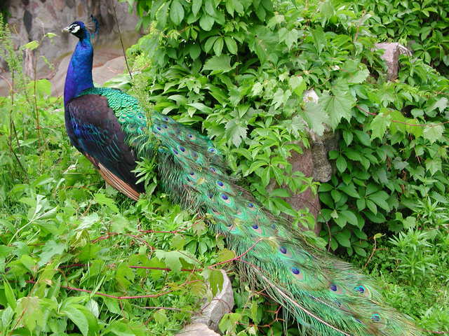 ADW: Pavo cristatus: PICTURES