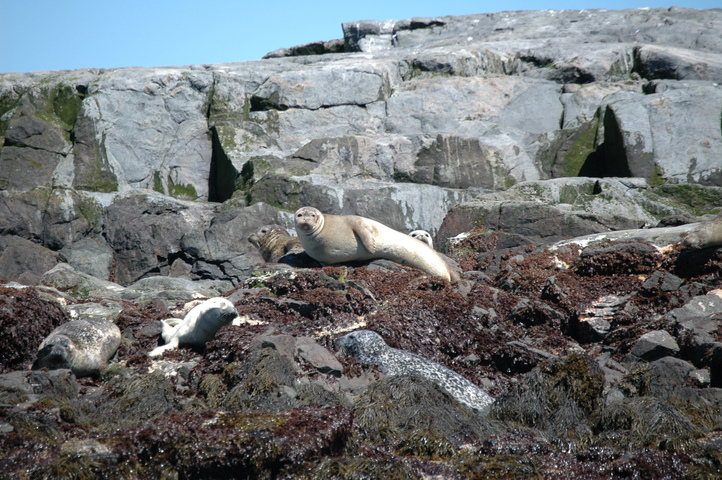 ADW: Phocidae: INFORMATION