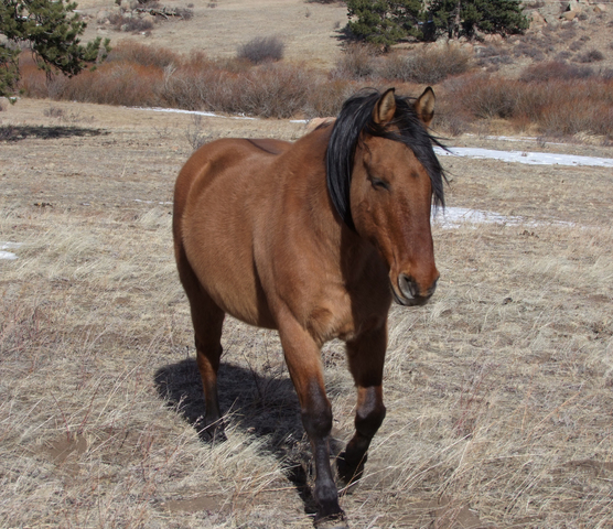 ADW: Equus caballus: INFORMATION