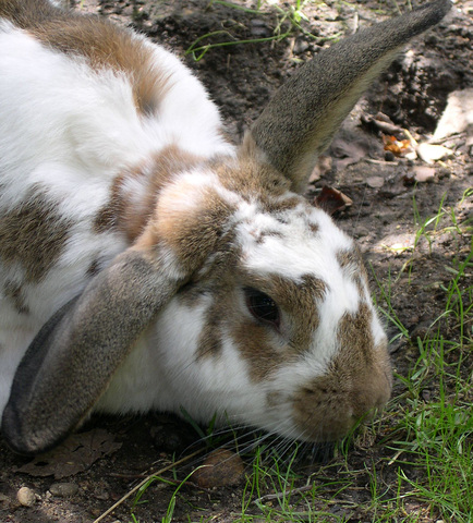 ADW: Oryctolagus cuniculus: INFORMATION