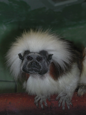 ADW: Callitrichinae: INFORMATION