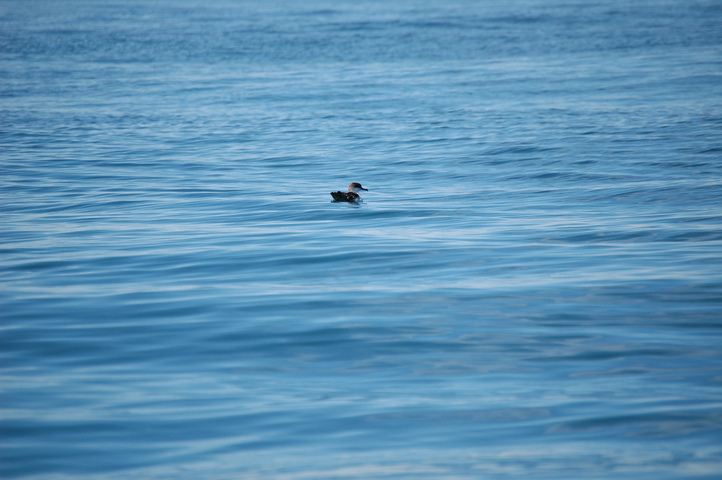 ADW: Puffinus gravis: INFORMATION