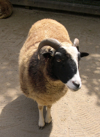 ADW: Ovis aries: INFORMATION