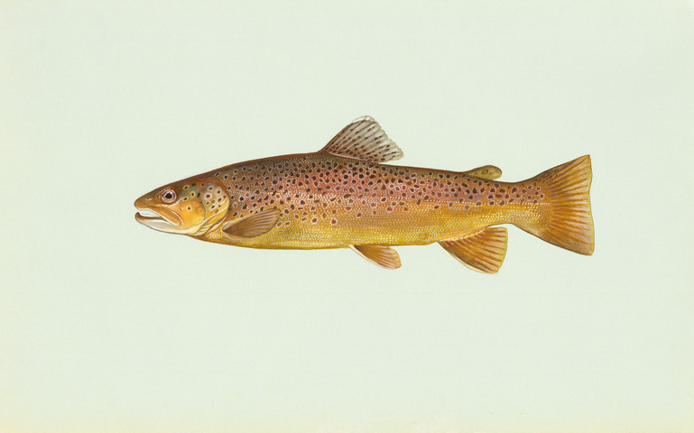ADW: Salmo trutta: PICTURES ADW: Salmo trutta: PICTURES